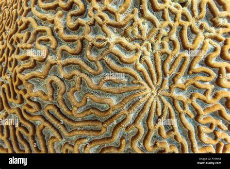 Coral Pattern