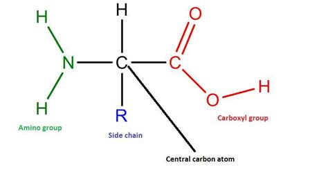 Amino Group And Carboxyl Group