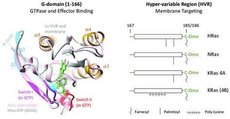 Ras Domain Structure Left Panel Shows A Ribbon Representation Of The Download Scientific