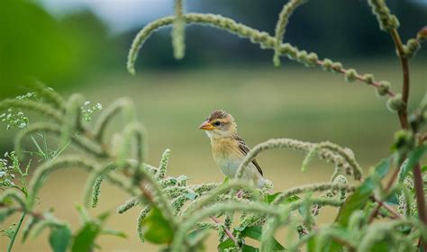 Bird Baya Weaver Ornithology Free Photo On Pixabay