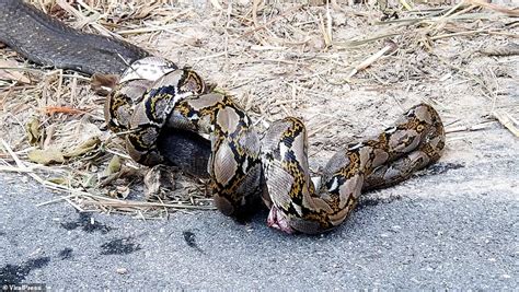 Cobra Fights Its Way Out Of Pythons Death Grip And Kills It In Brutal