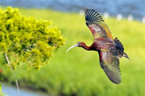 Glossy Ibis