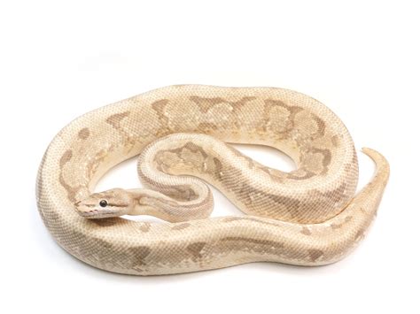 Super Spider Ball Python