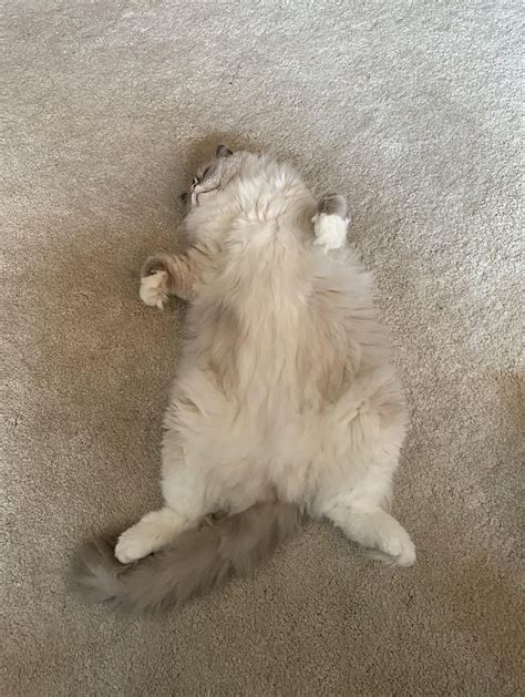 Does Anyone Else Have A Ragdoll Who Drools When Theyre Happy Rragdolls