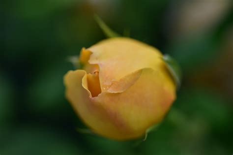 장미 꽃 로즈 피 Pixabay의 무료 사진