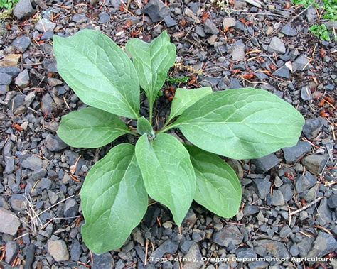 Houndstongue Identification And Control Cynoglossum Officinale King