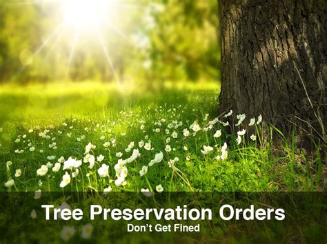 Tree Preservation Orders Stockport Tree Services