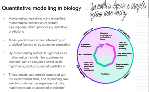 Bms 247 Quantitative Analysis Of Stem Cell Dynamics Flashcards Quizlet