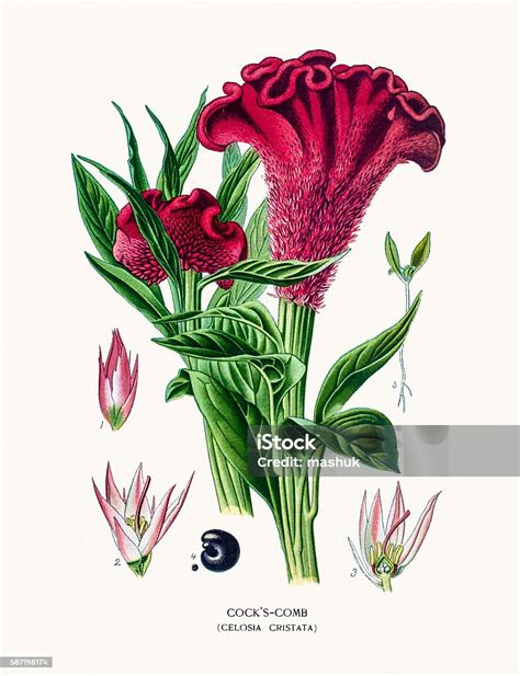 Bunga Cockscomb Ilustrasi Stok Unduh Gambar Sekarang Botani Buket Sekelompok Bunga