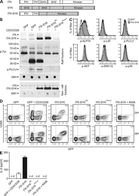 Itk Syk Mimics A Tcr Signal In Vitro A Schematic Representations Of Download Scientific