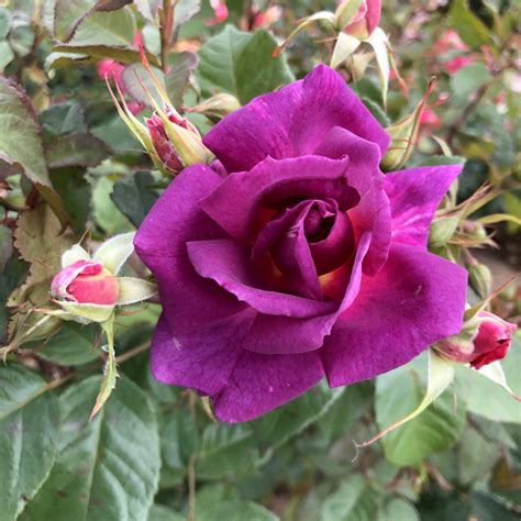 Sophie Rose Purple Shrub Rose Style Roses