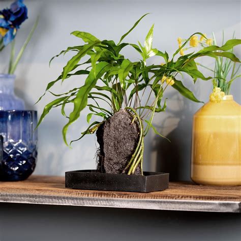 Lova Microsorum Diversifolium 48 Cm