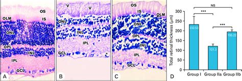 Photomicrographs Paraffin Sections Stained With Hande ×1000 Oss And Download Scientific