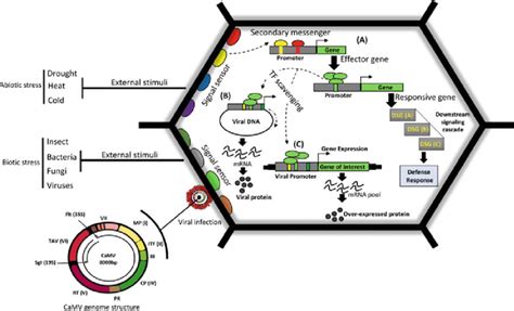 A Proposed Model For Plant Virus Interactions Depicting The Use Of