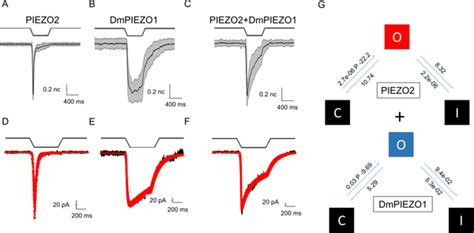 Patch Clamp Techniques Plos One