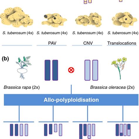 Pdf Connecting Genome Structural Variation With Complex Traits In Crop Plants