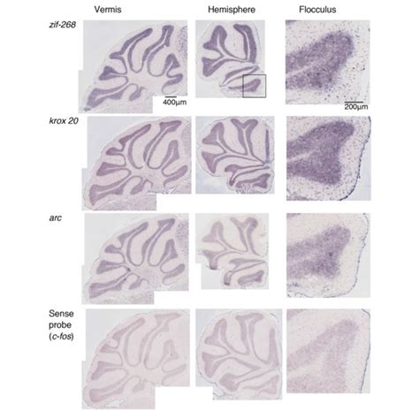 Expression Patterns Of Eight Iegs In The Cerebellum Of Naive Mice