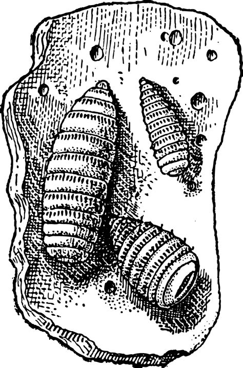 Larvae Of Botfly Or Oestridae Vintage Engraving 35034869 Vector Art At