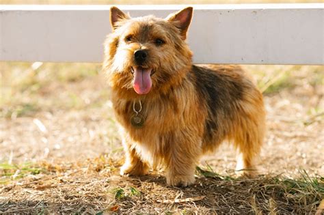 Small Brown Dogs Breeds Popular And Unique Options Revealed