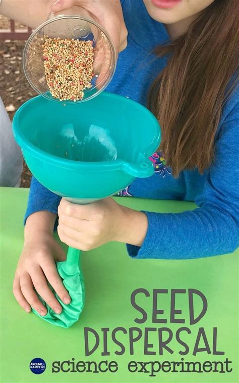 Seed Dispersal Activity Build An Exploding Seed Pod Artofit