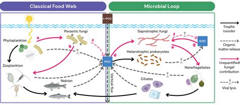 Ten Pressing Questions And Answers About Marine Fungi And