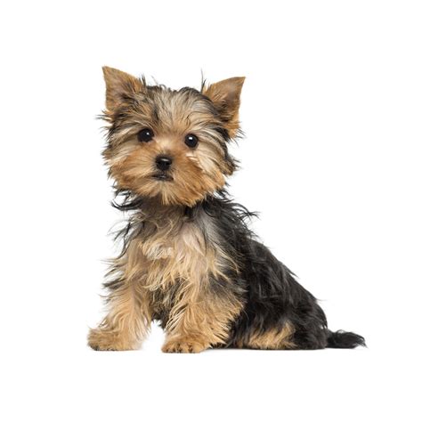 The 7 Best Miniature Dog Breeds Toys And Teacups Pethelpful