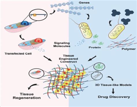Tissue Engineering And Drug Discovery [1] Download Scientific Diagram