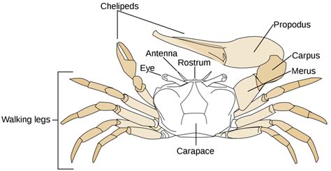 Fiddler Crab Diagram