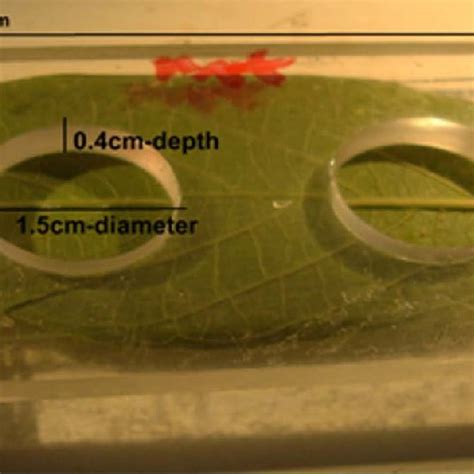 Leaf Disk Unit Showing Dimensions 0 4 Cm Depth × 1 5 Cm Diameter Of