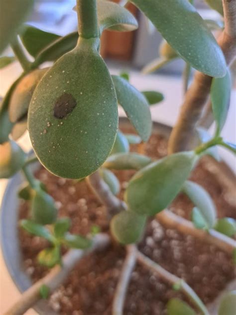 White Dots On Jade Plants At Ross Brown Blog