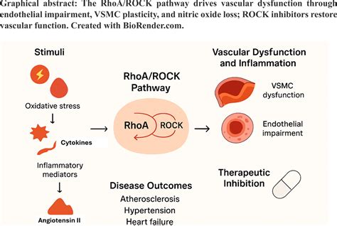 The Rhoa Rock Pathway In Vascular Dysfunction And Inflammation