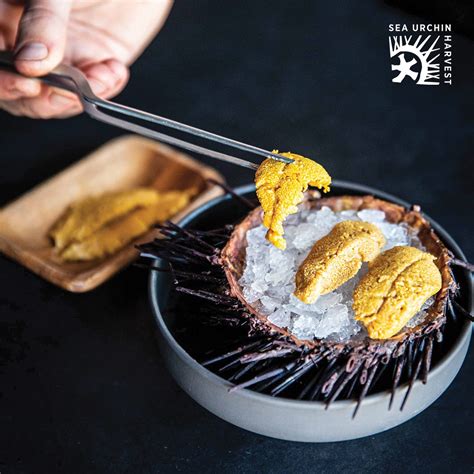 The 950 Different Kina Sea Urchin Harvest Pty Ltd