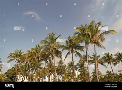 Image Of Tropical Summer Palm Tree Tropical Summer Palm Tree Tropical