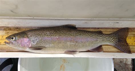 Crossbreeding Between Trout Poses A Threat To Montanas State Fish