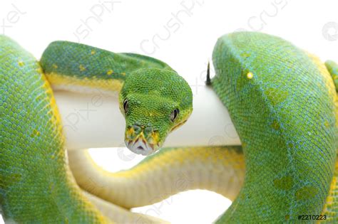 Green Tree Python Sitting On A Branch Isolated On White Stock Photo Crushpixel