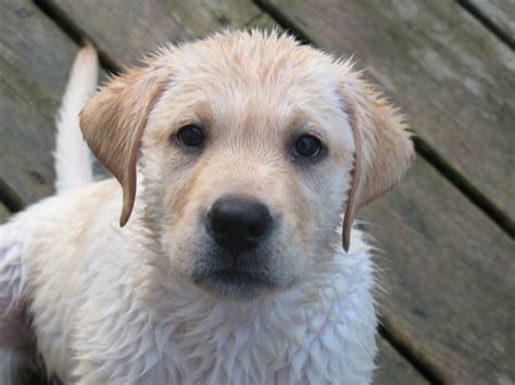 Downhome Country Kennel Labrador Retriever Breeder Mount Forest Canada