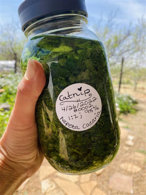 Catnip Extract Nepeta Cataria Joyful Roots Botanical Wellness