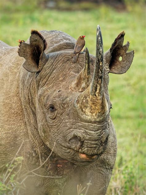 Black Rhinoceros Or Hook Lipped Rhinoceros Diceros Bicornis Native