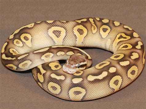 Morph List World Of Ball Pythons