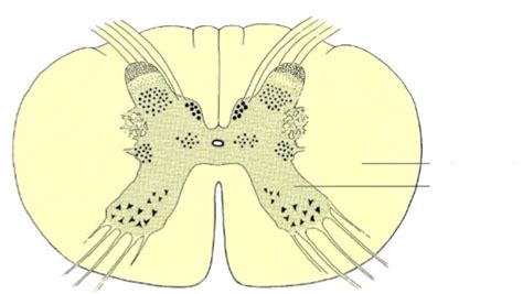 Diagram Of Spinal Cord Cross Section Quizlet