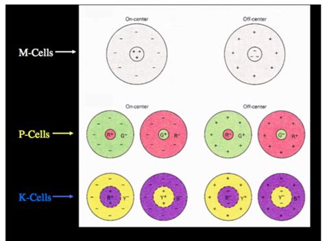 ganglion cell receptive fields flashcards quizlet