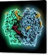 Glucose Oxidase Molecule Photograph By Science Photo Library Fine Art