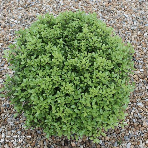 Pittosporum Tenuifolium Beach Ball