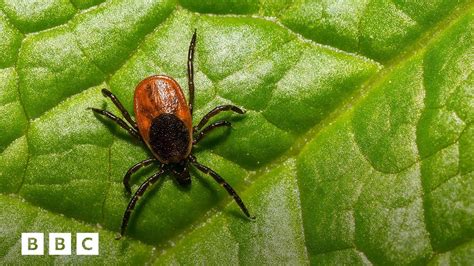 The Devastating Impact Of A Tick Bite Bbc Global Youtube