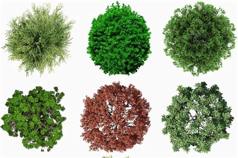 Green Tree Plan Top View