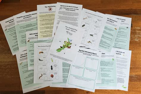 New Zealand Bug Guide And Identification Cards Downloadable Printable