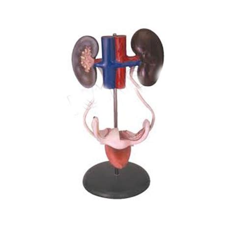 Model Of The Female Urogenital System Paper Corner