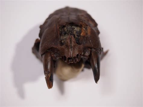 Didelphodon 2018 Ck Preparations Professional Fossil Services