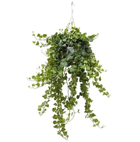 Hanging Your Sex Swing With Or Without Ceiling Mount Easy Solutions For Every Situation