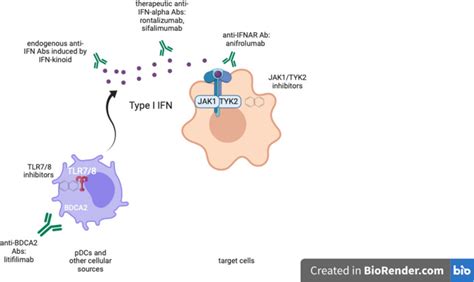Targeting Interferon Signalling In Systemic Lupus Erythematosus